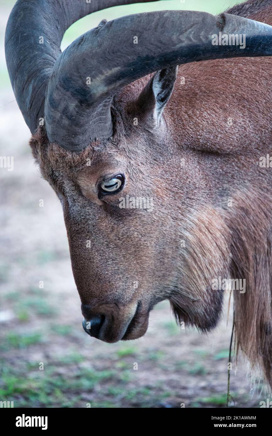 Head and horns of a wild goat close-up. Portrait of a wild animal Stock ...