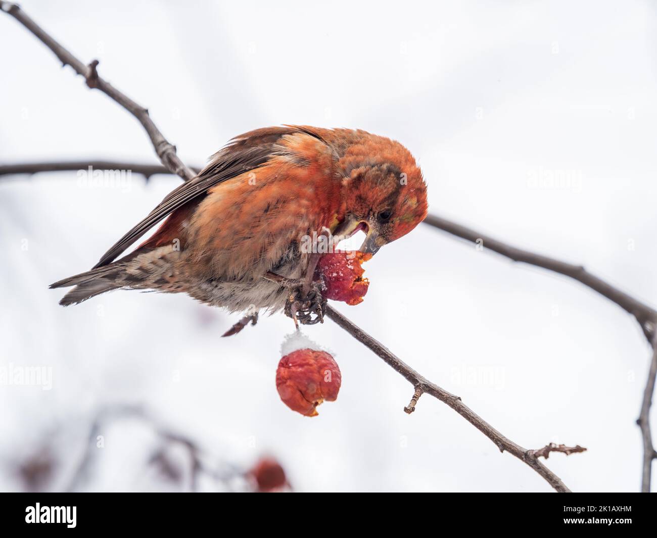 Red Crossbill male sitting on the tree branch and eats wild apple ...