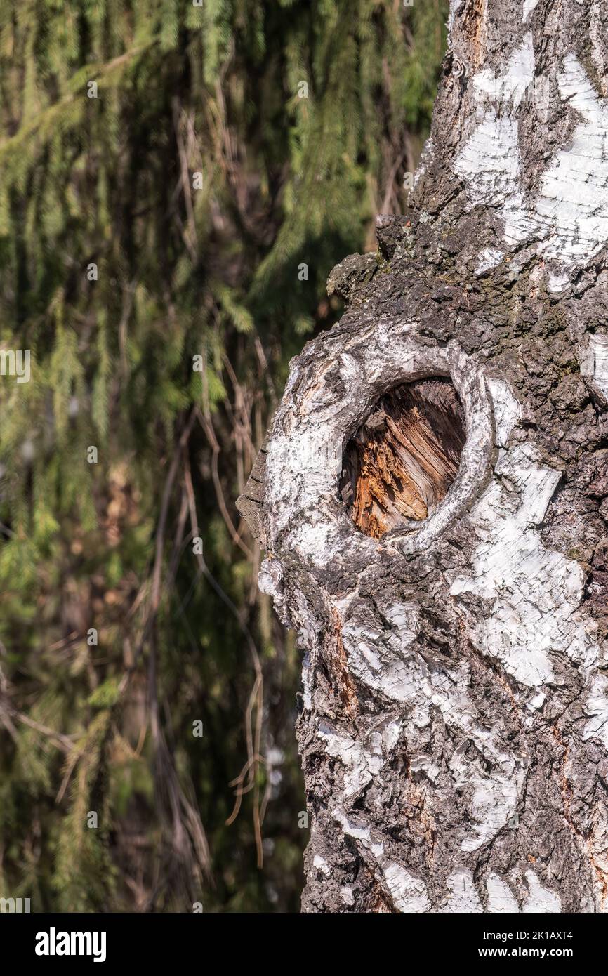 Birch bark texture. The texture of the birch bark. Birch bark ...