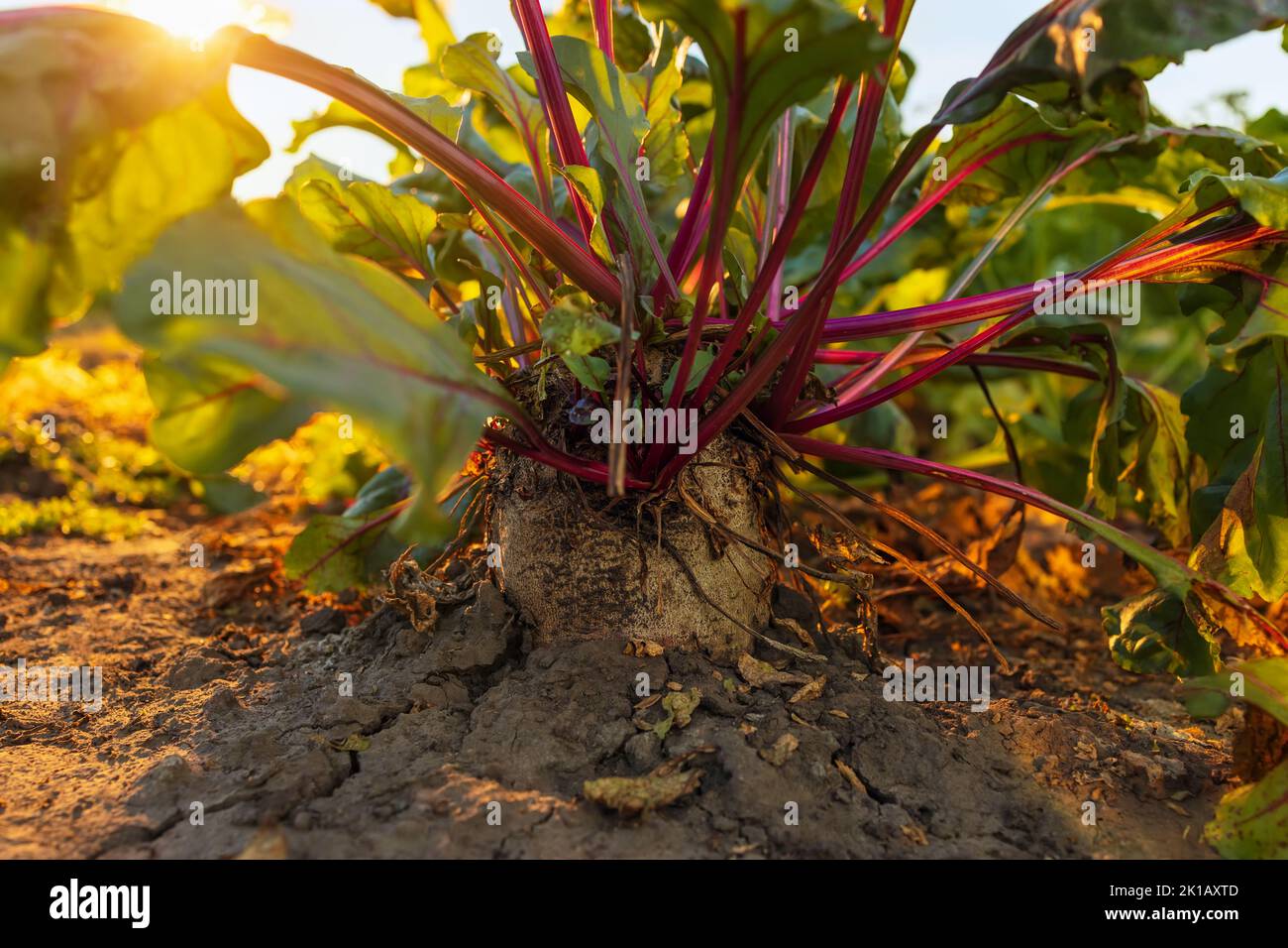 beetroot with green leaves growing in the garden Stock Photo - Alamy