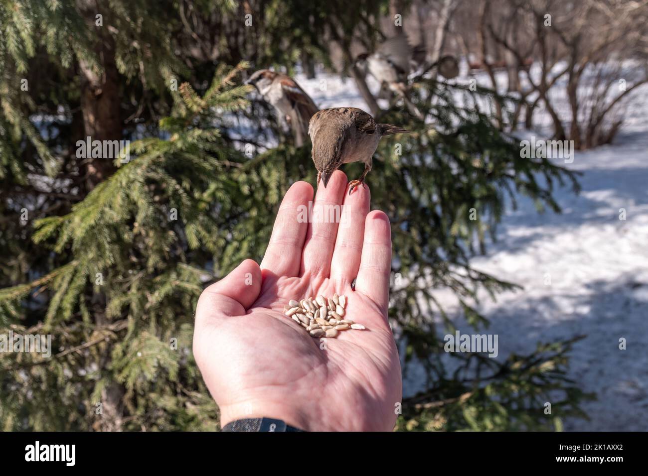 Sparrow eats seeds from a man's hand. A Sparrow bird sitting on the ...