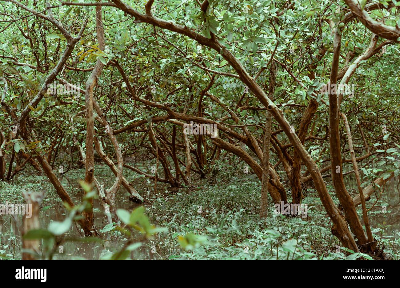 picture of Barisal floating Guava Gardens Stock Photo - Alamy