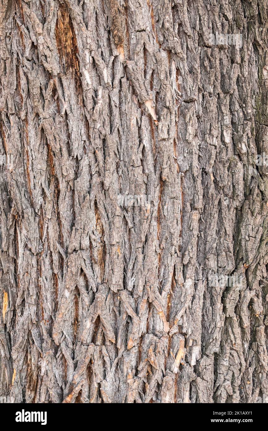 Texture of the bark of old maple tree. Cracked bark, embossed texture ...