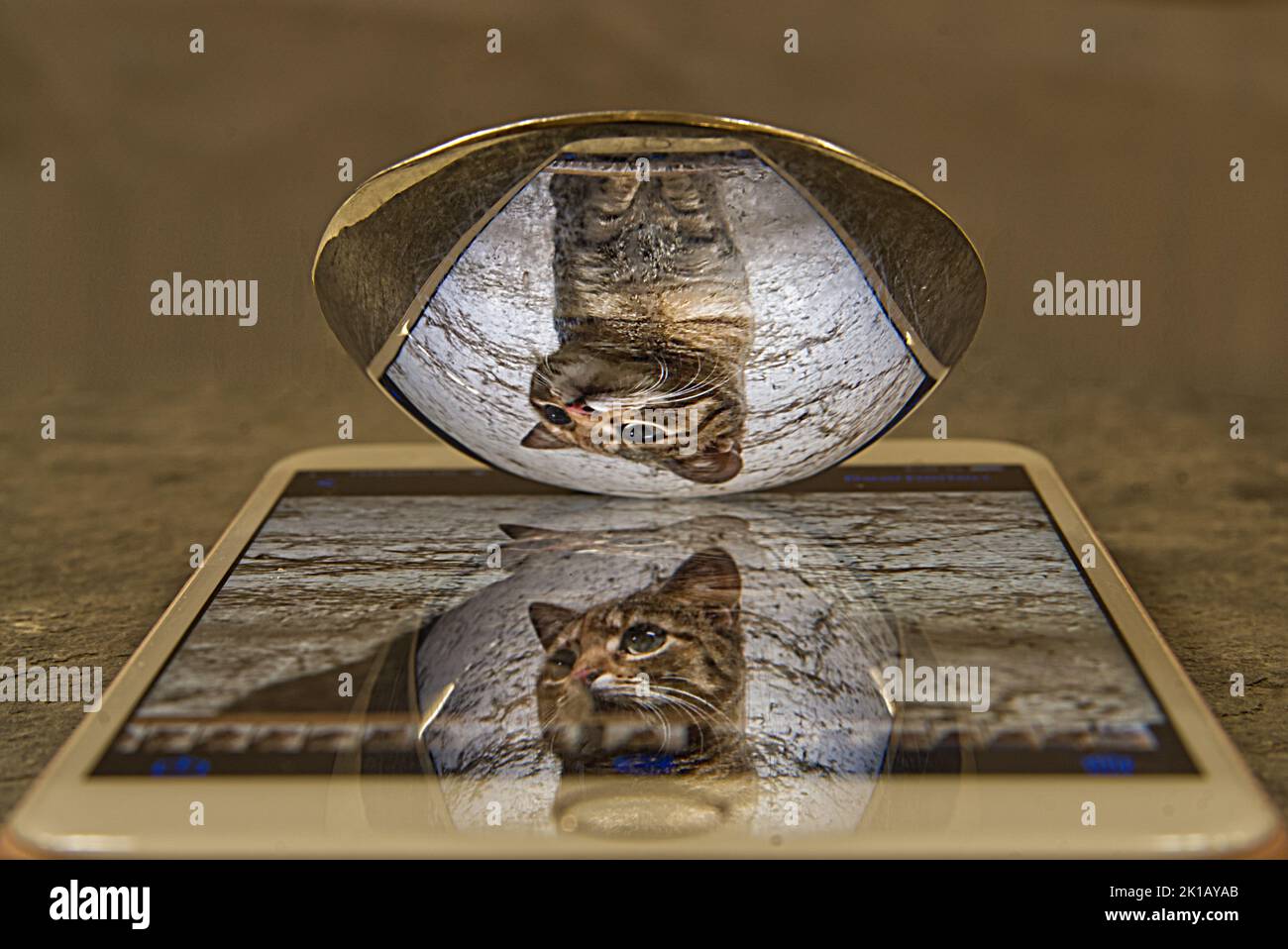 A photo of a cute cat on the tablet with a mirror reflecting the screen ...