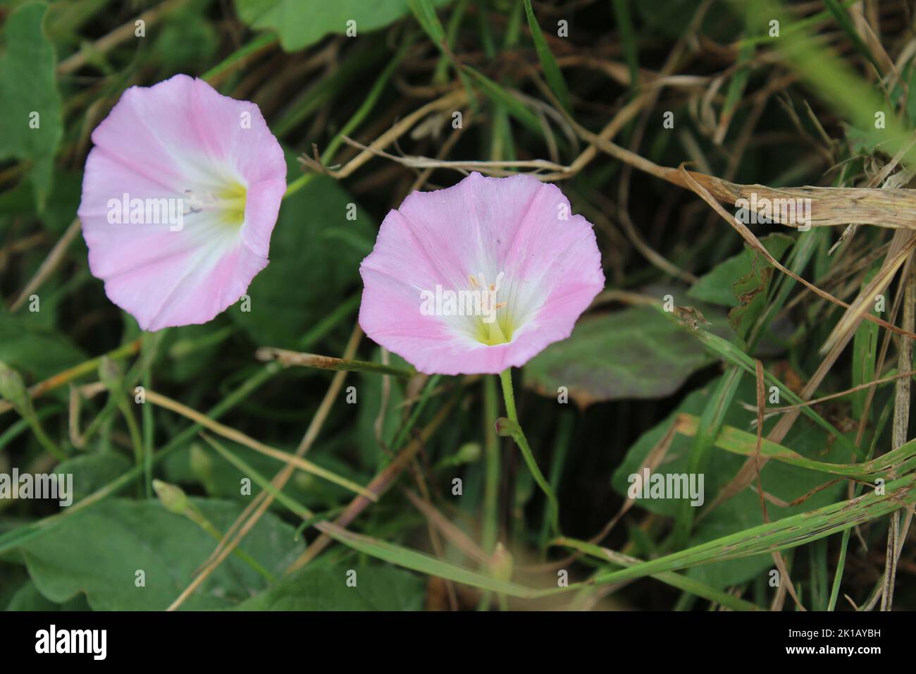 Field bindweed is a beautiful wild flower. The tree is a herbaceous ...