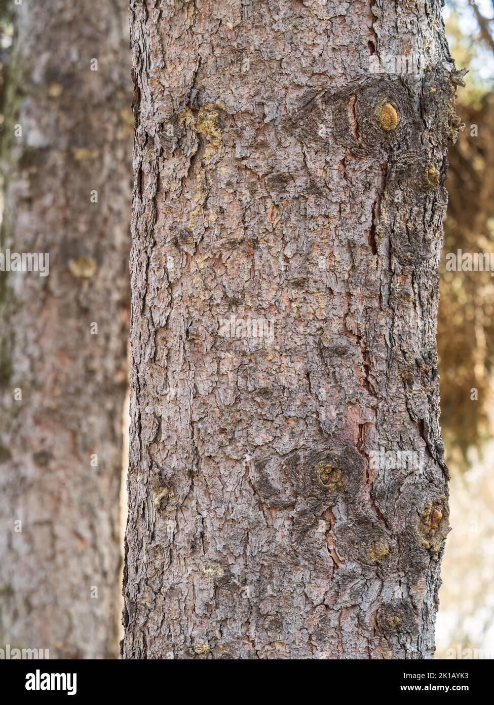 Bark texture and background of a old fir tree trunk. Detailed bark ...