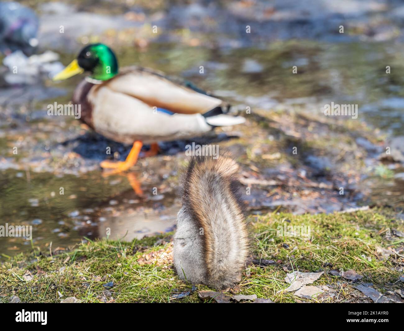 A rear view of a squirrel in grey winter coat against the fallen leaves ...