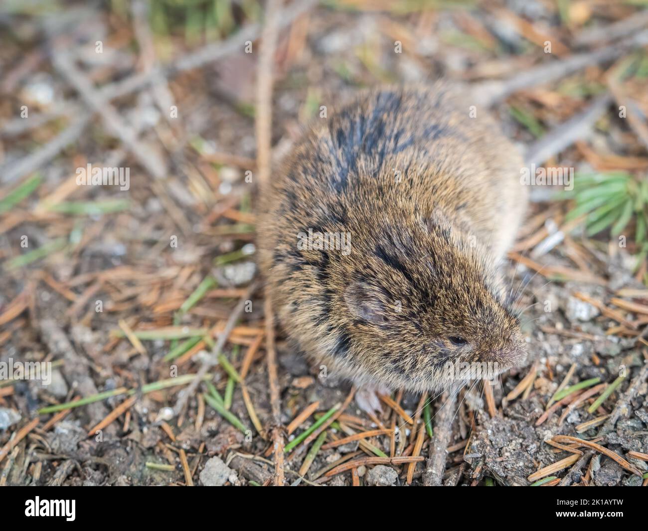 A closeup of a Common vole on the ground with a blurry background ...