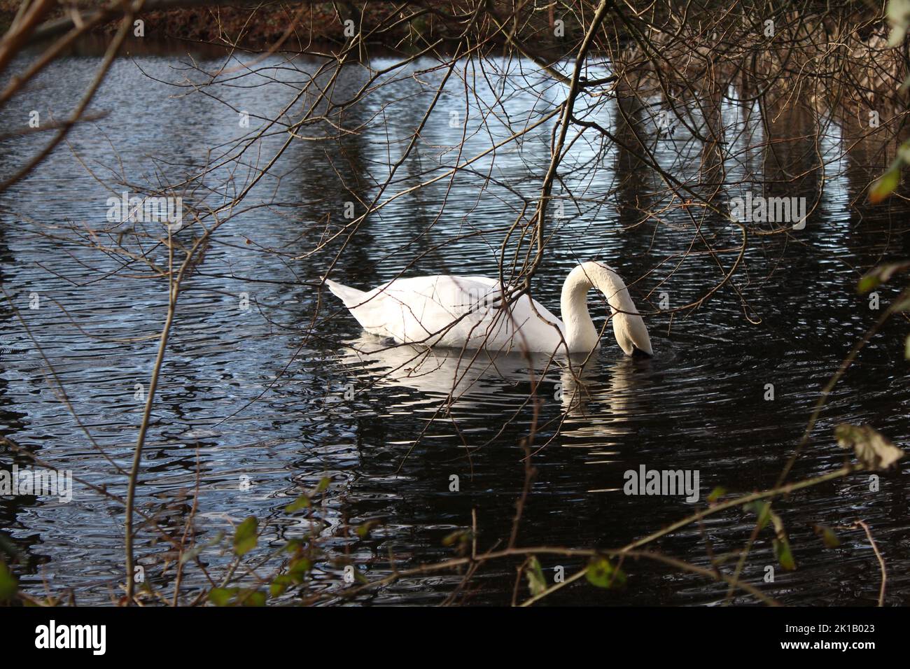 A white swam swimming in the pond Stock Photo - Alamy