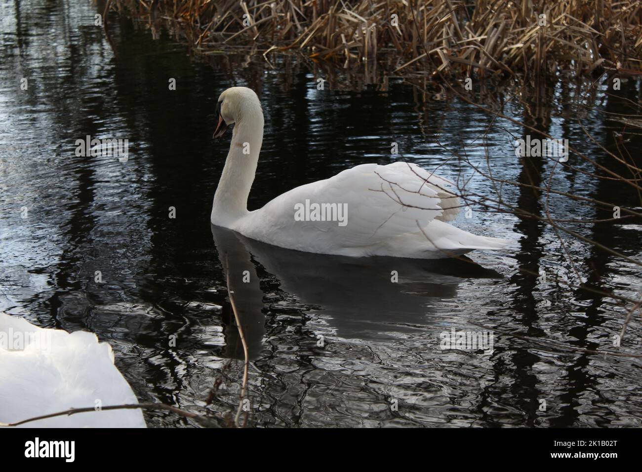 White swam in the swam hi-res stock photography and images - Alamy