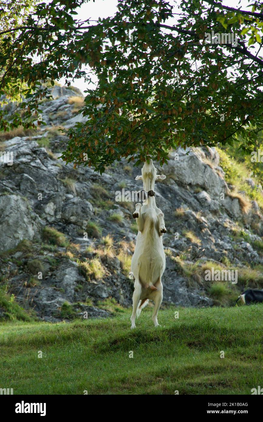 Goat standing on hind legs hi-res stock photography and images - Alamy