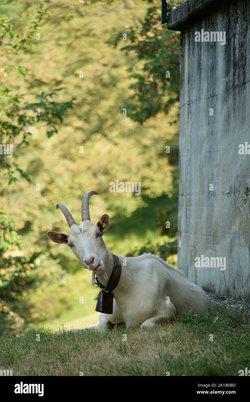 A cute white Saanen goat lying on grassland looking to the camera ...