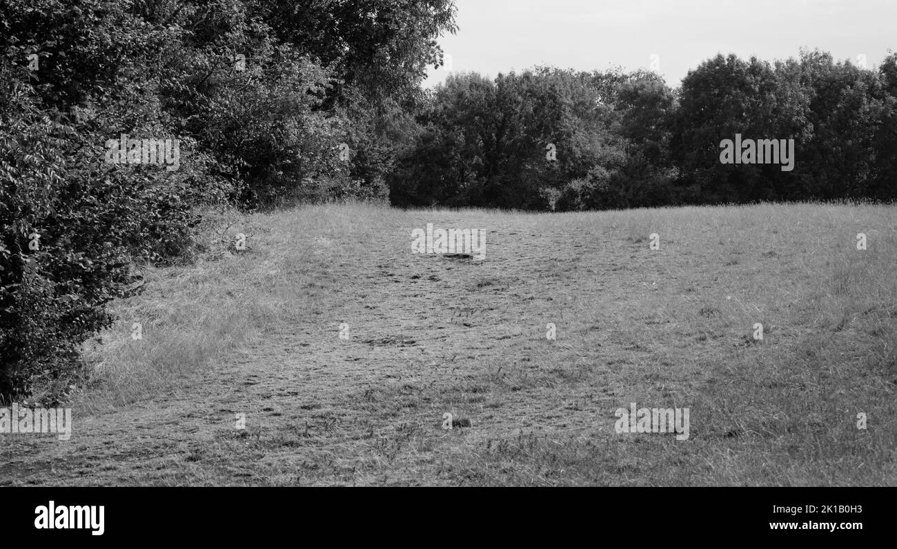 Field surrounded by trees hi-res stock photography and images - Alamy