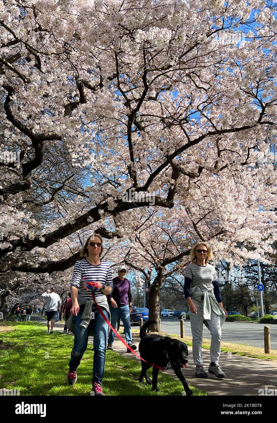 Cherry trees christchurch new zealand hi-res stock photography and ...