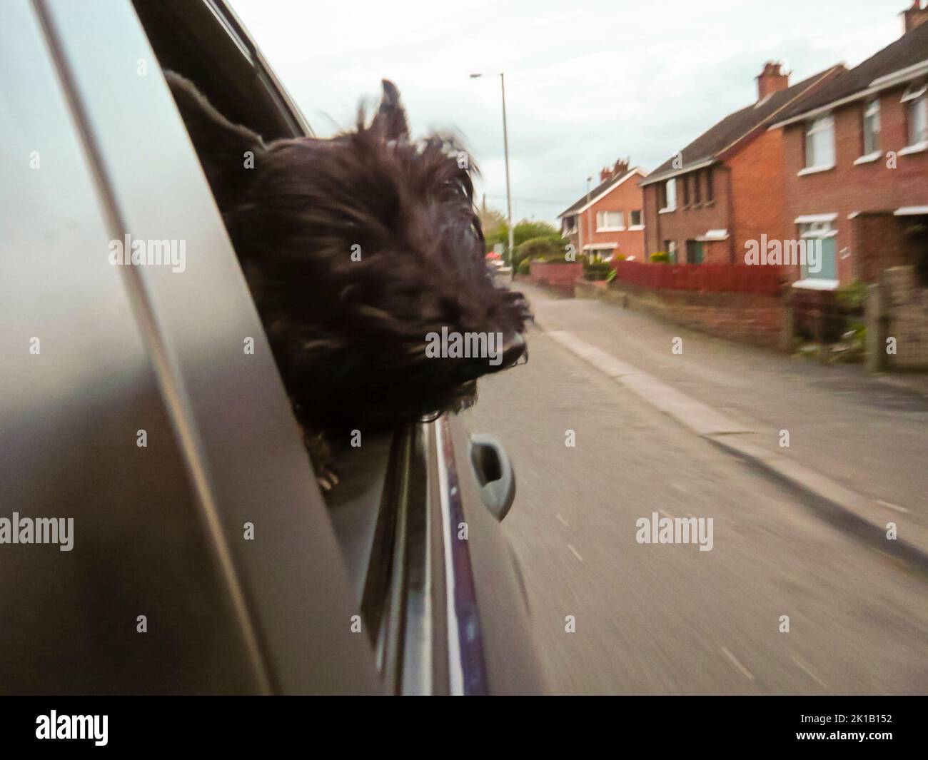 A scottish terrier dog holds his head out the window of a car as it is ...