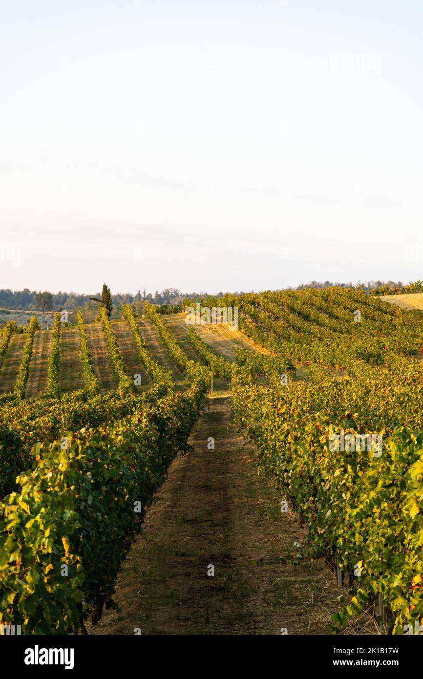 A vertical shot of vineyards in the countryside Stock Photo - Alamy