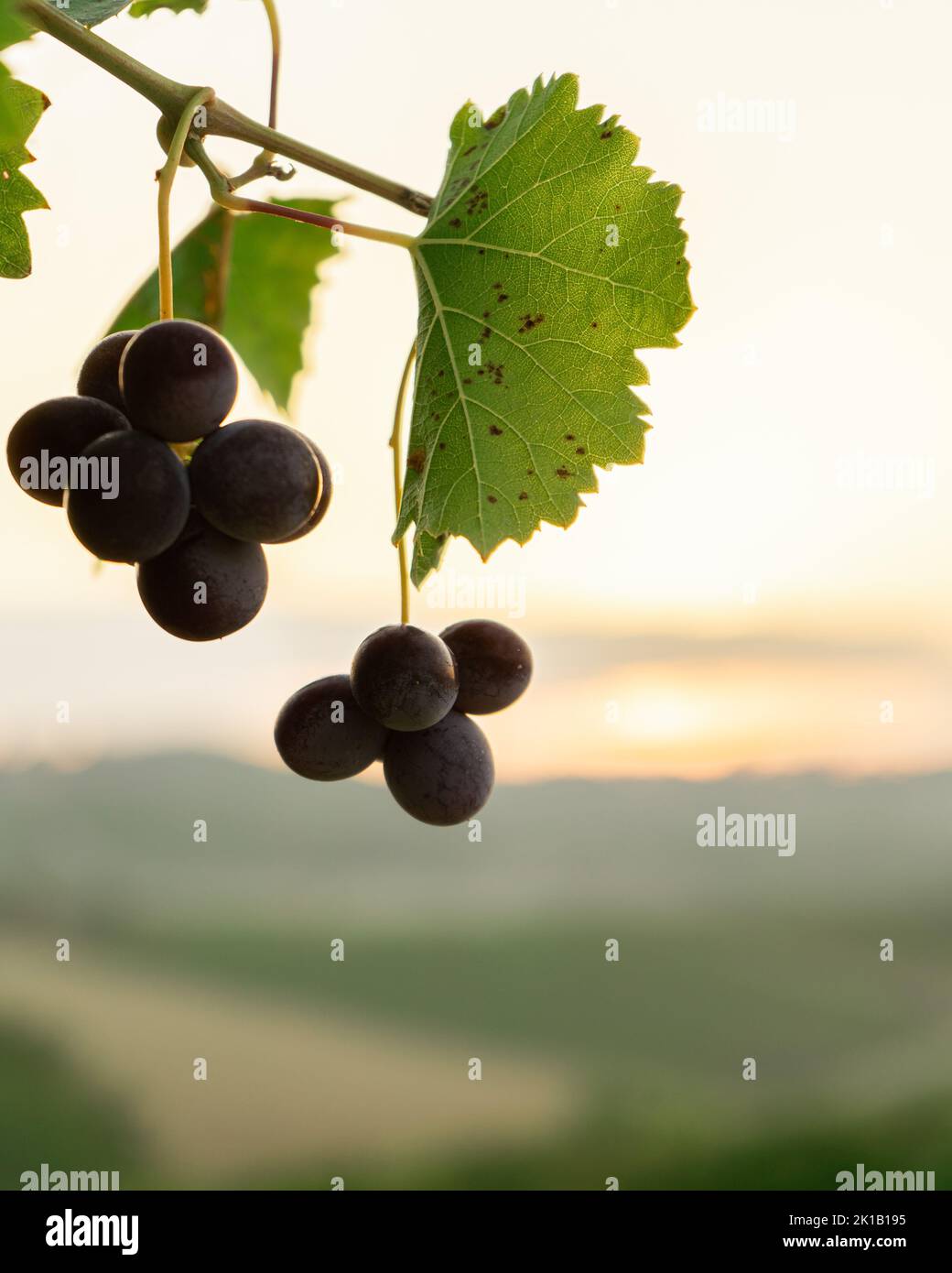 A vertical closeup shot of grapes in the vineyard Stock Photo - Alamy