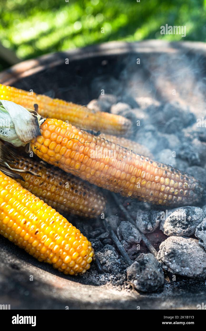 Roasted corn cobs on hot bbq coal, close up view, autumn picnic food ...