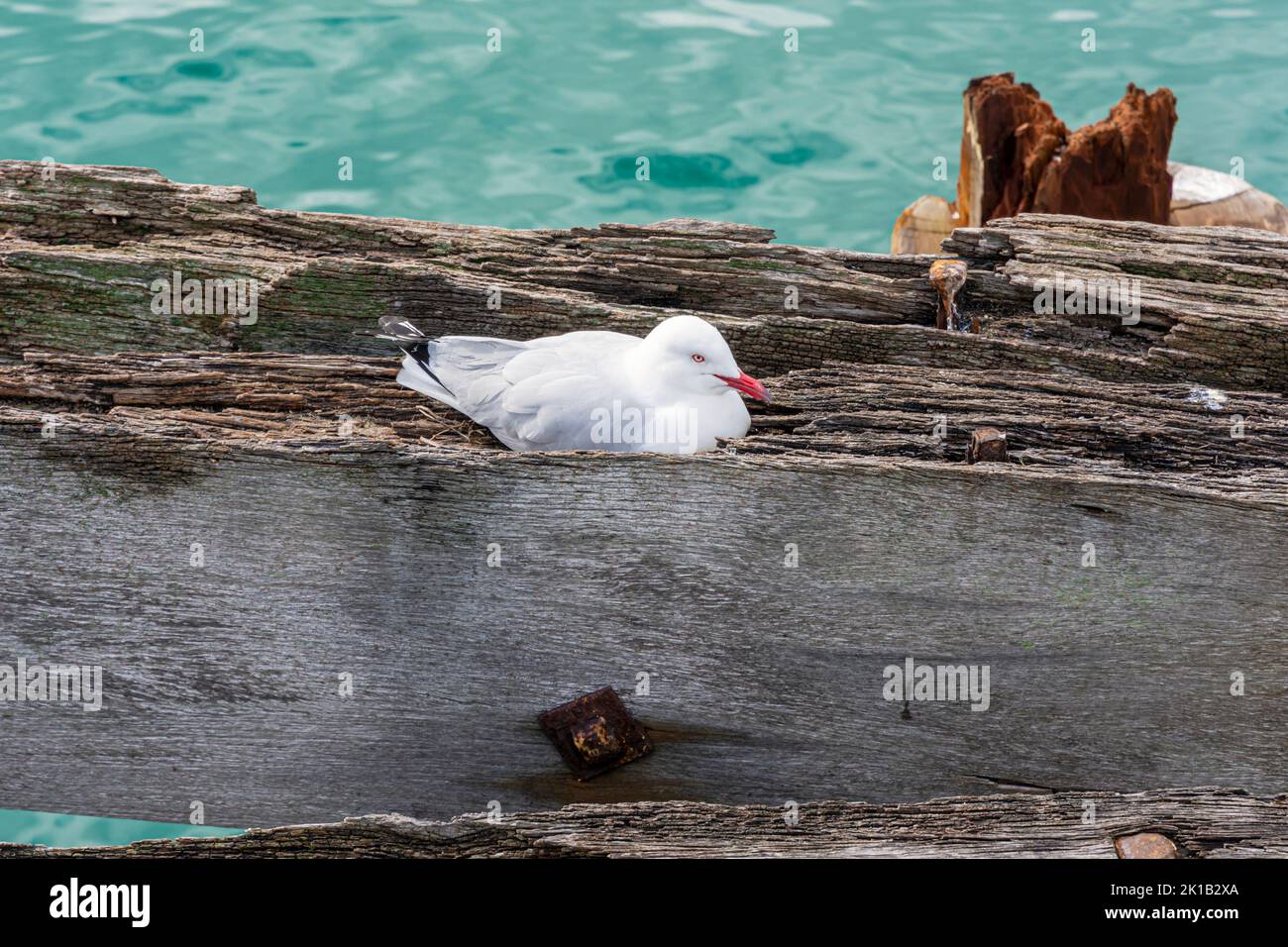 A Silver Gull seagull nesting on the old wooden remnant supports of the ...