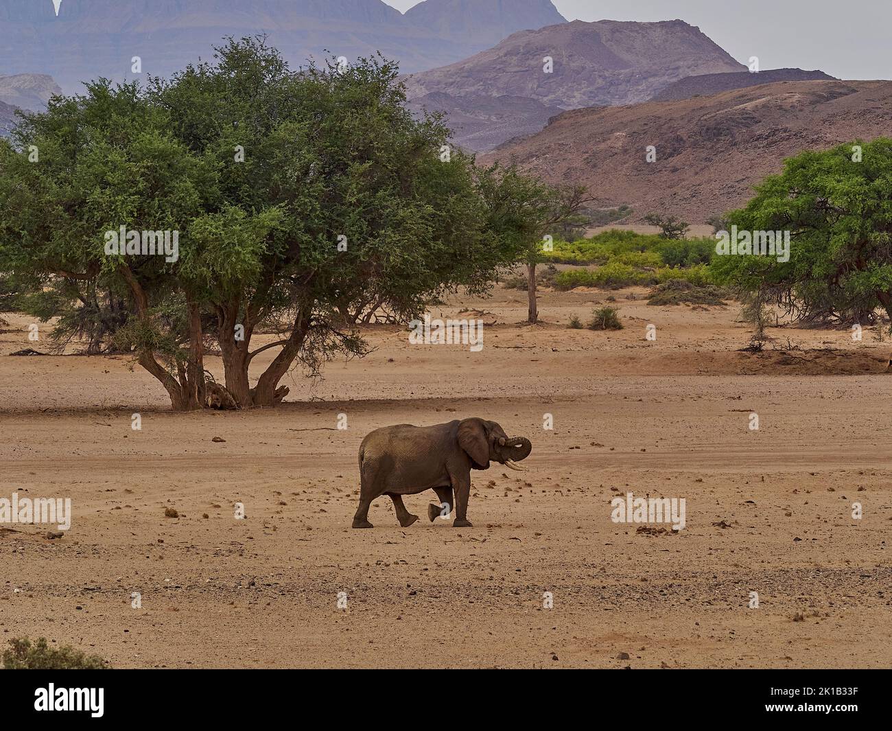 Desert Elephant walking through the ephemeral river bed of Huab river ...