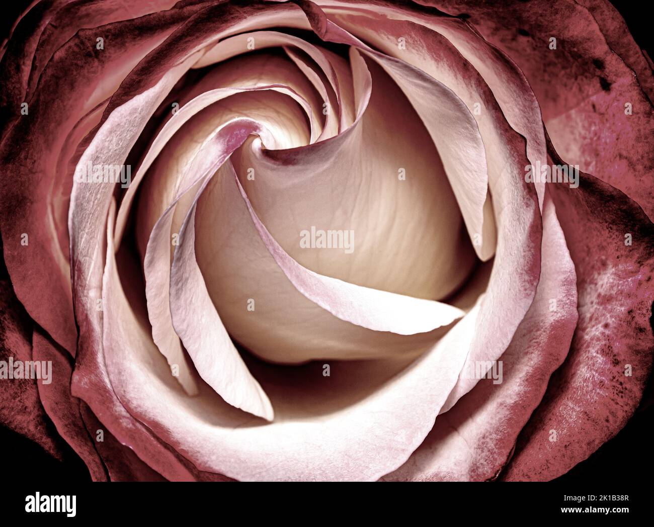 The red Rose stands for love, loyalty, respect and friendship Stock ...