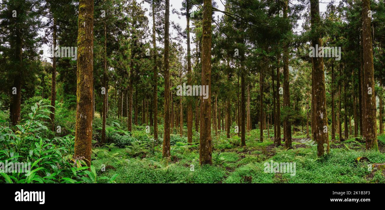 A scenic view of a forest with wooden trees and lush green nature in ...