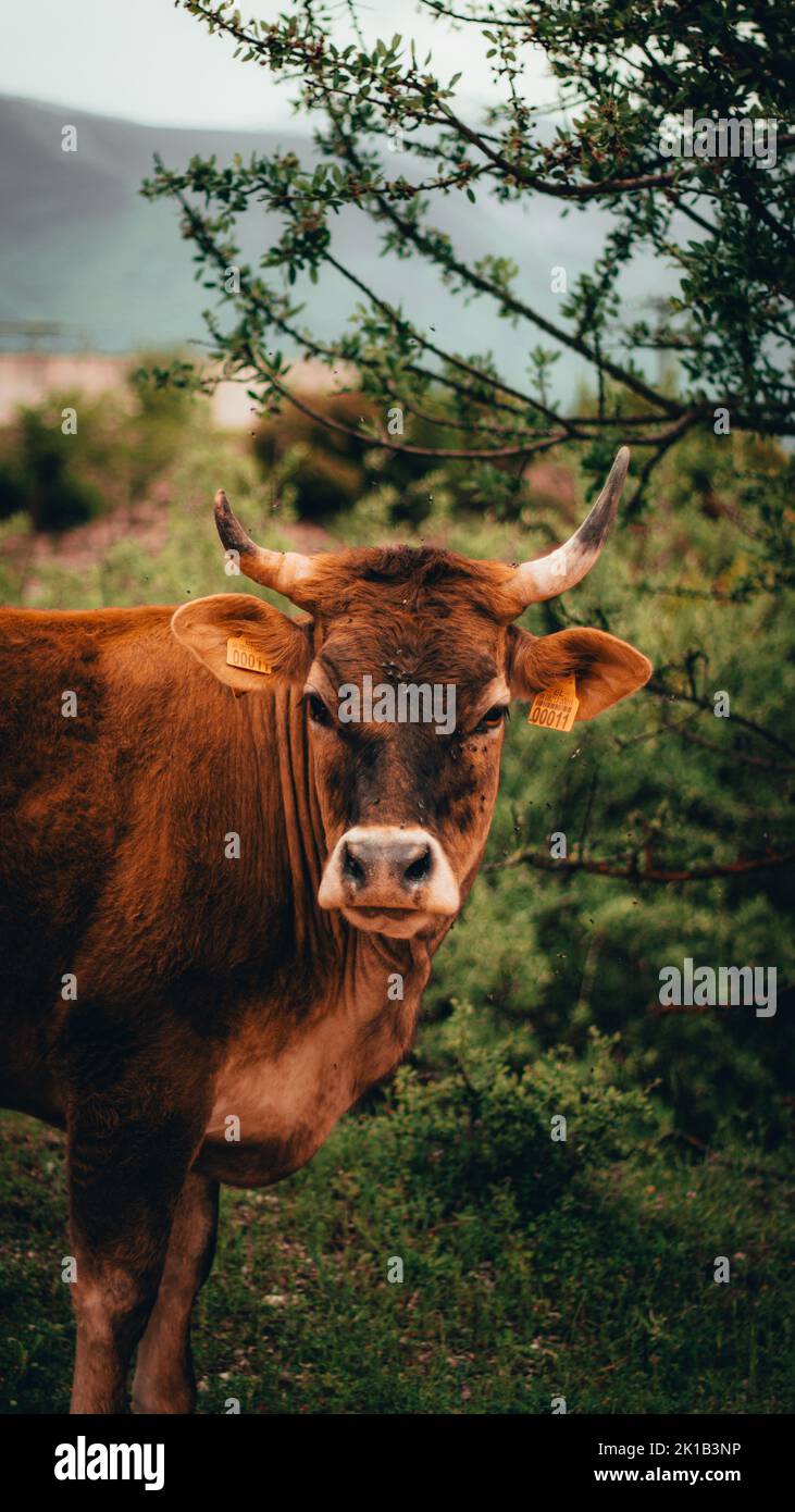 A closeup of a cow looking around in the wilderness Stock Photo - Alamy