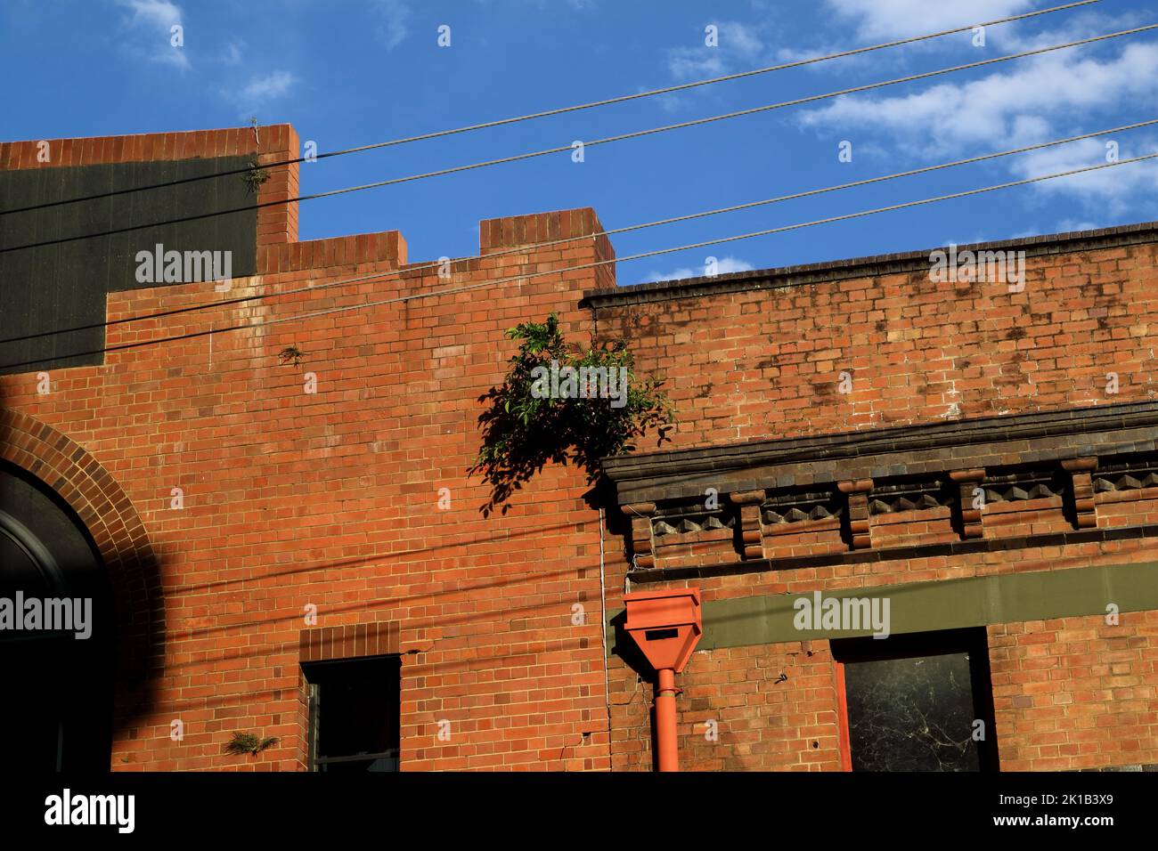 Resilient green plant growing in a heritage listed brick building wall ...
