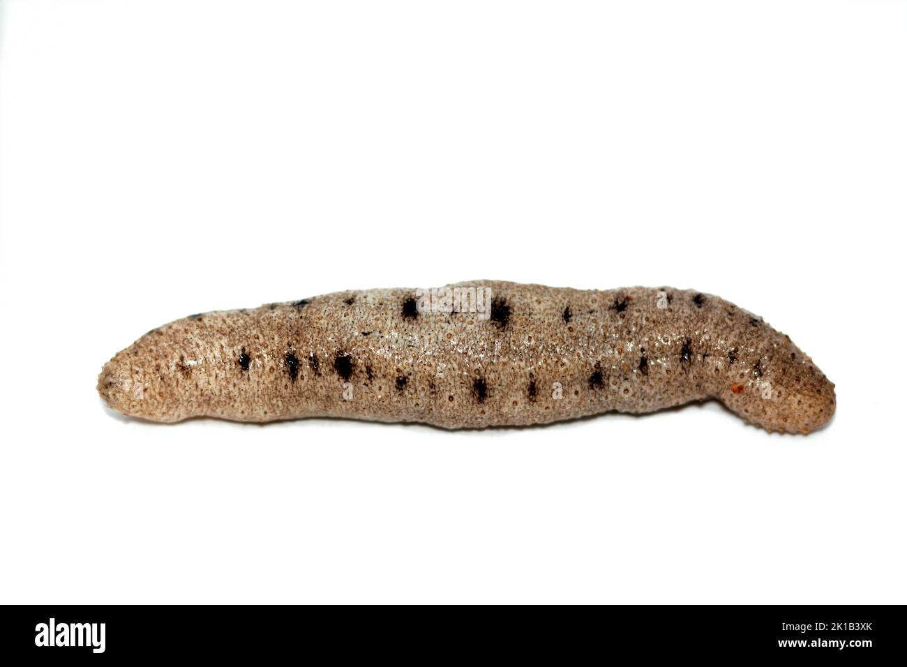 Sea cucumber isolated on white background, echinoderms from the class ...
