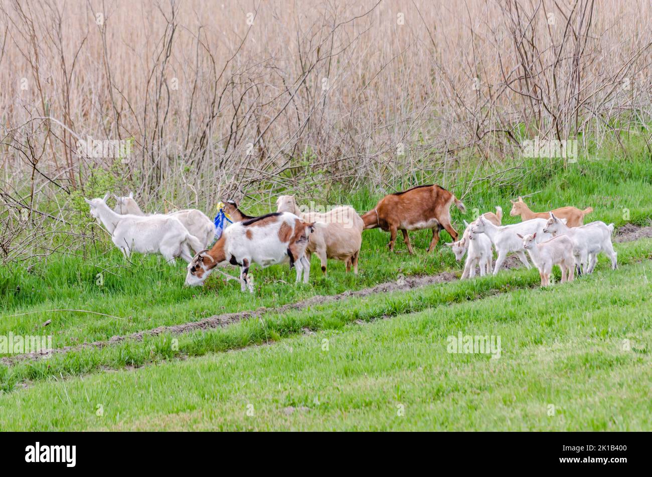 Closeup sheep goats grazing hi-res stock photography and images - Alamy