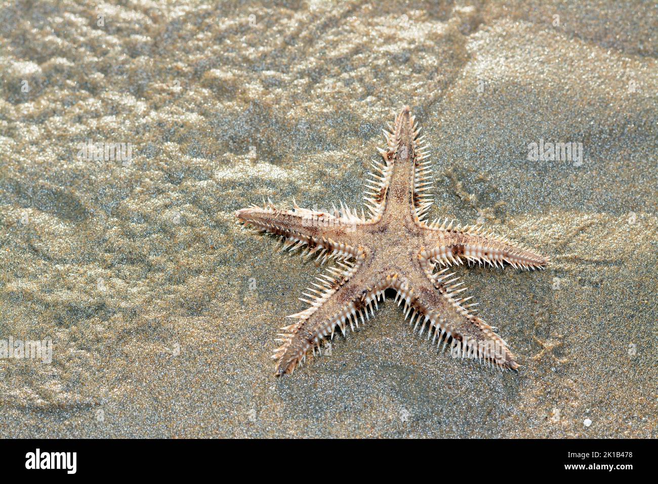 Spiny starfish (Marthasterias glacialis), starfish with a small central ...