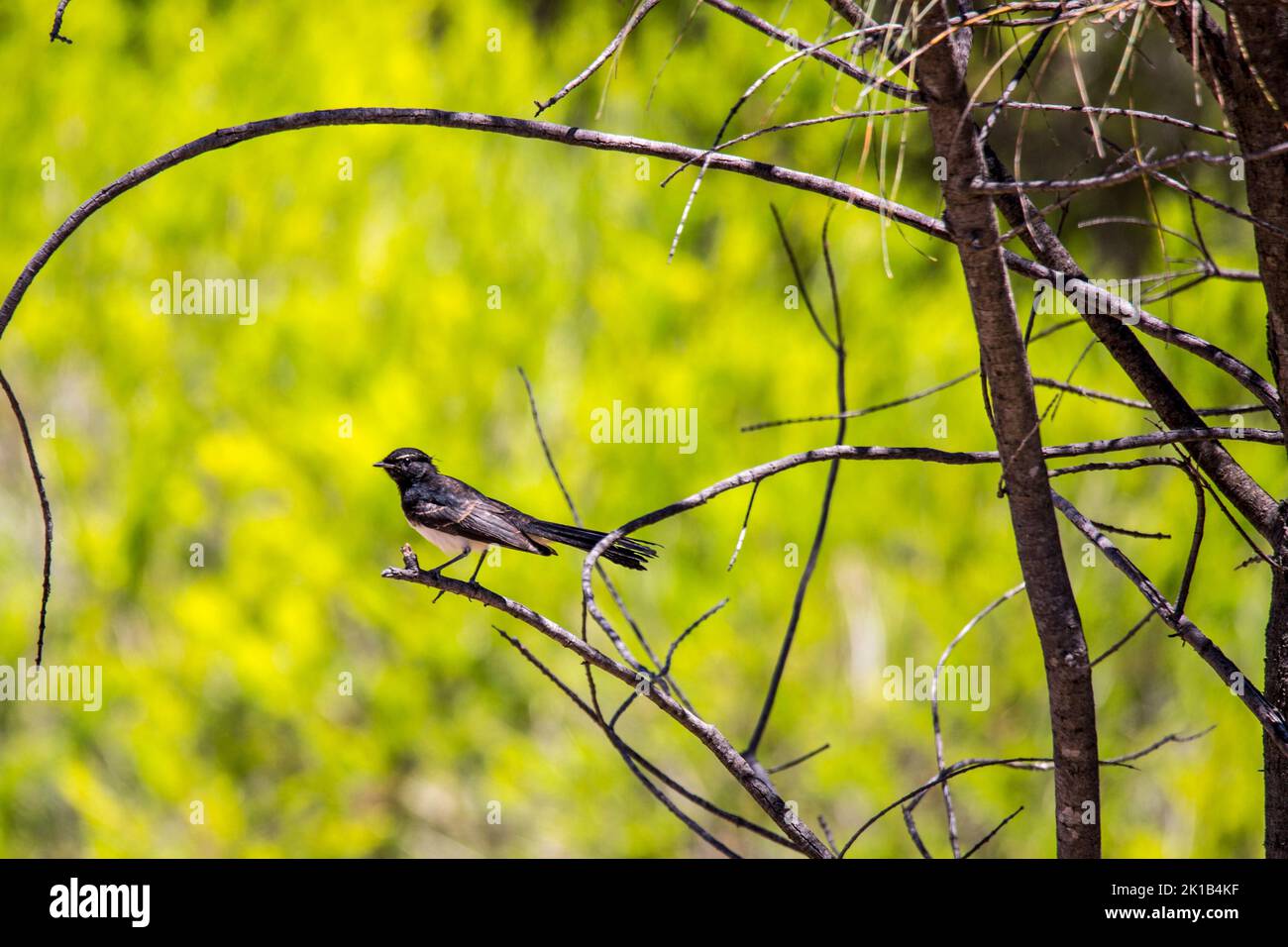 Willy wagtail rhipidura leucophrys hi-res stock photography and images ...