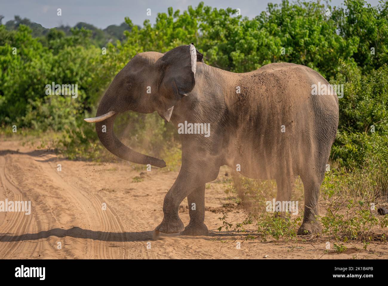 African bush elephant stands shaking away dust Stock Photo - Alamy
