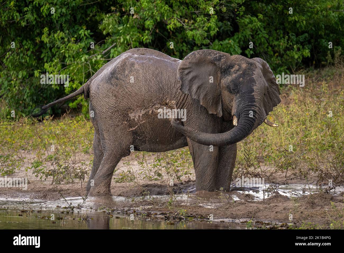 African bush elephant throwing mud over flank Stock Photo - Alamy