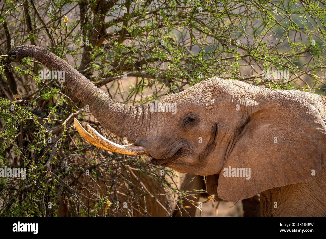 Close-up of African bush elephant lifting trunk Stock Photo - Alamy
