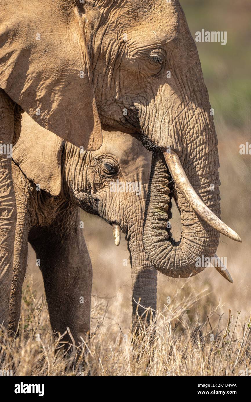 Close-up of two African bush elephants side-by-side Stock Photo - Alamy