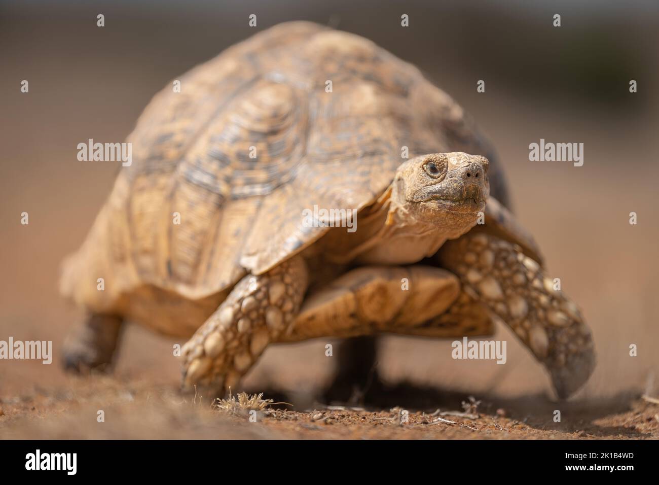 Leopard tortoise crawls over sand towards camera Stock Photo - Alamy
