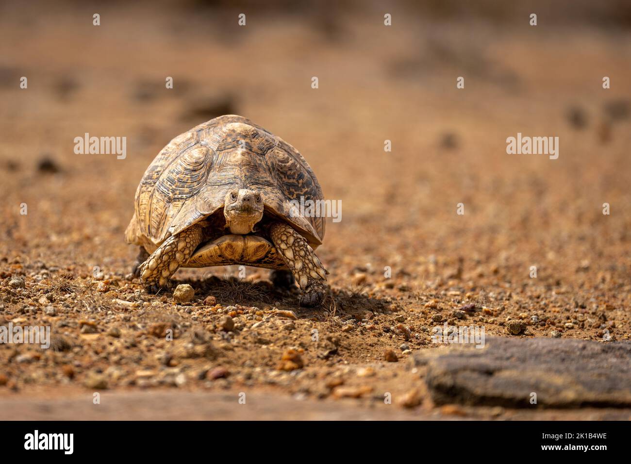 Leopard tortoise approaches camera on stony ground Stock Photo - Alamy