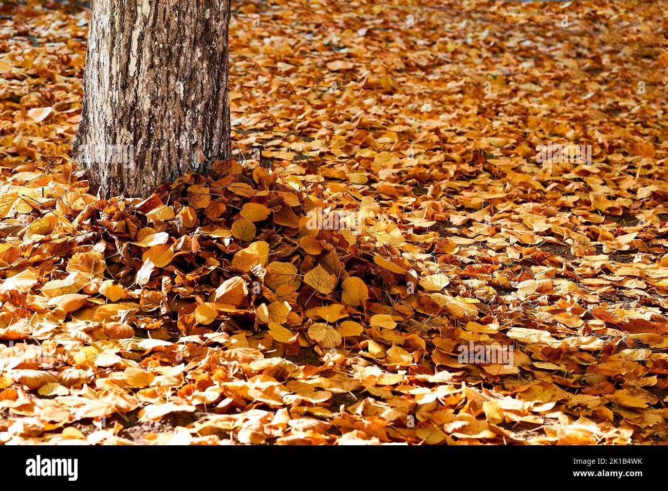 Tree trunk and ground strewn with autumn golden orange leaves Stock ...