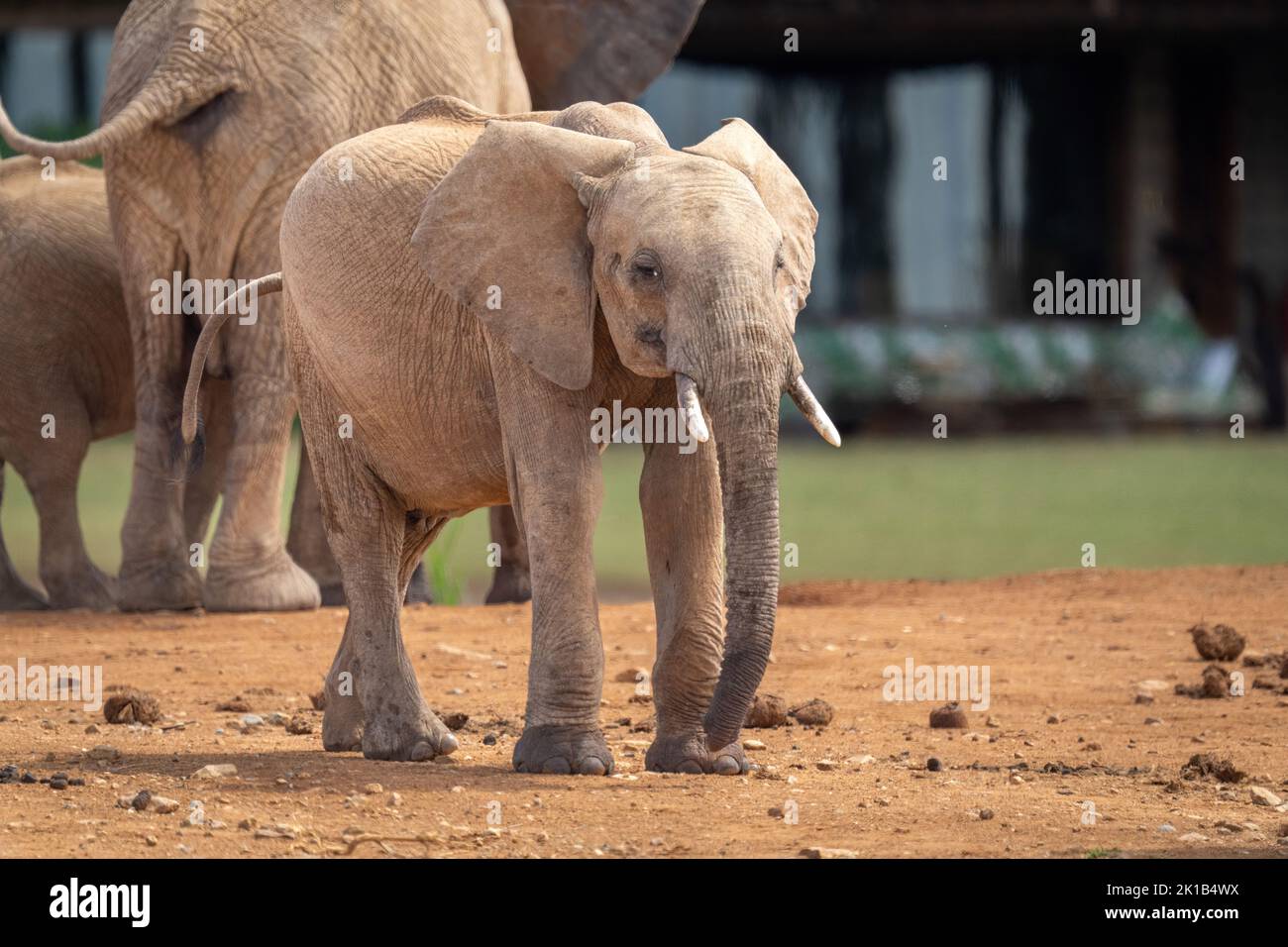 Young African bush elephant stands watching camera Stock Photo - Alamy