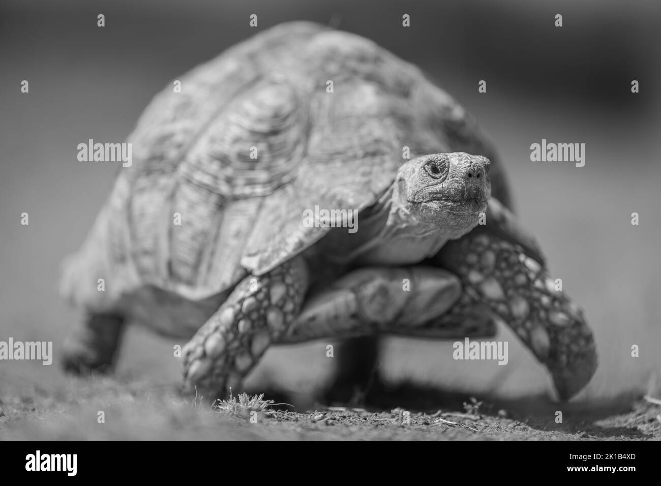 Mono leopard tortoise approaches camera over sand Stock Photo - Alamy