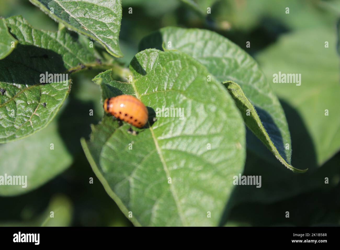 The Colorado potato beetle is a bright orange insect. Insects on the ...