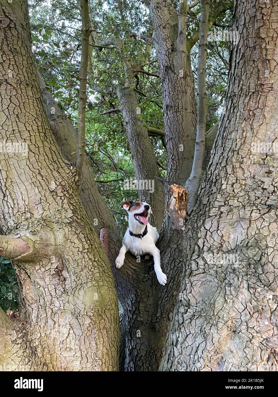 A vertical shot of a Parson Russell Terrier stuck between tree branches ...