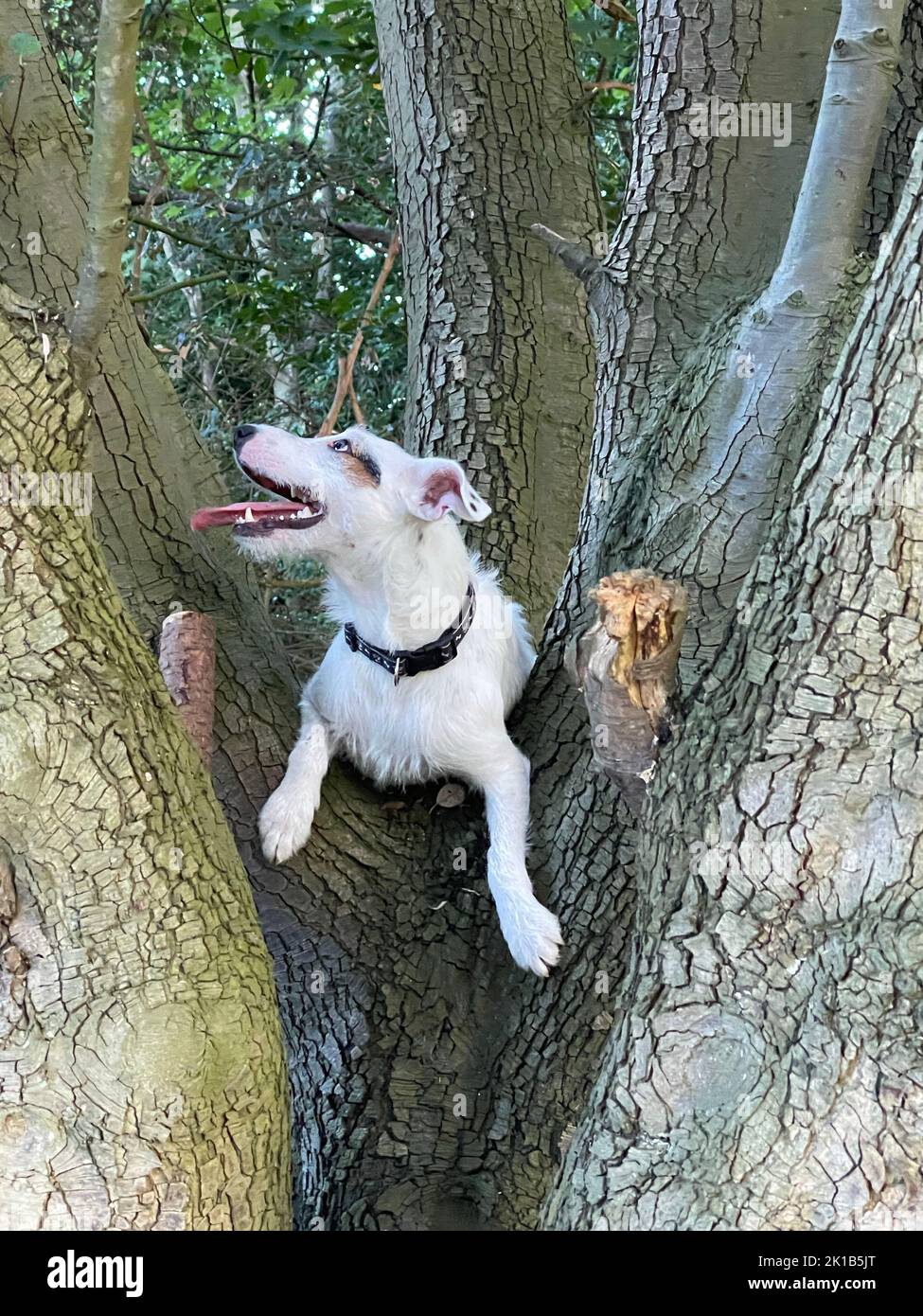 A vertical shot of a Parson Russell Terrier stuck between tree branches ...