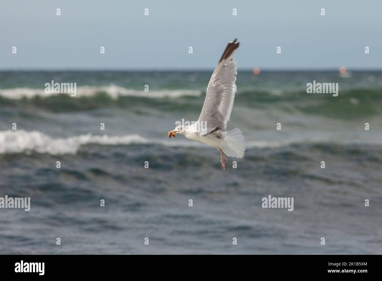 A seagull caught a starfish. A bird flying over the sea Stock Photo - Alamy