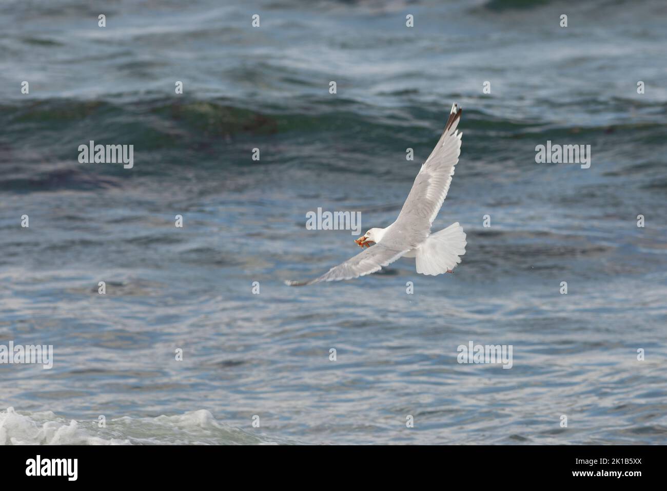 Seagull caught in fishing hi-res stock photography and images - Alamy