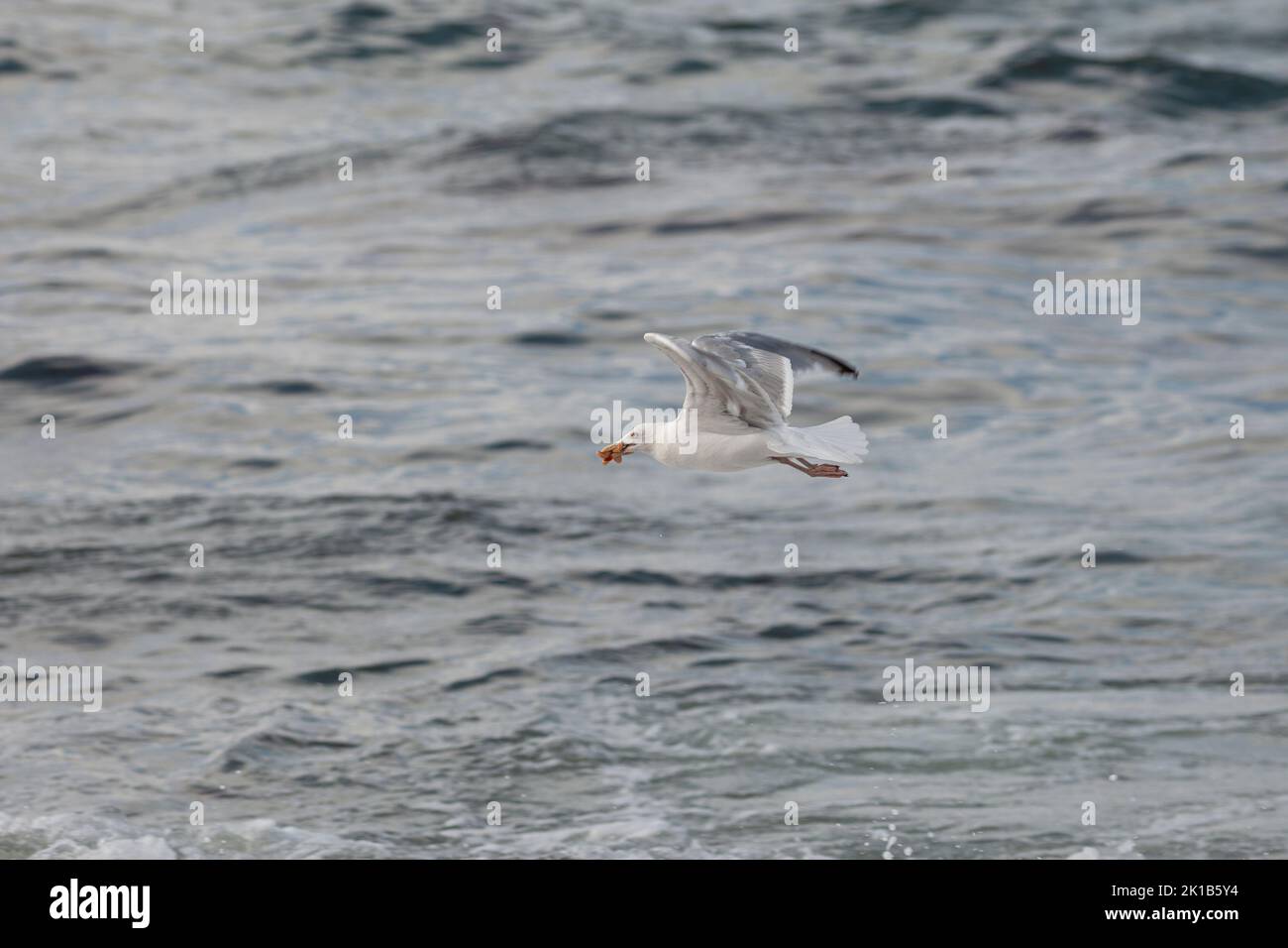 A seagull caught a starfish. A bird flying over the sea Stock Photo - Alamy