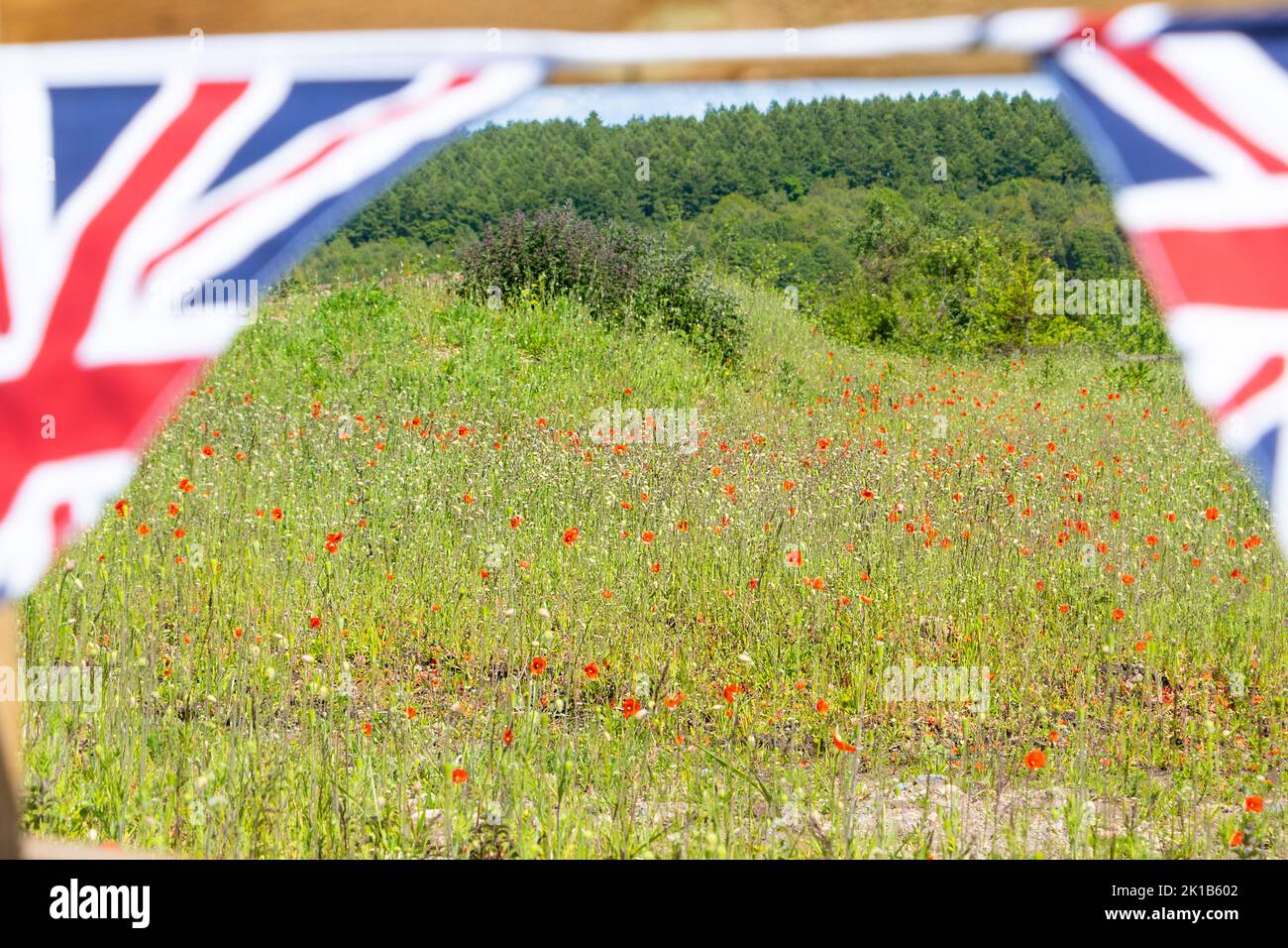 poppy field with union jack british pennant flags in foreground ...