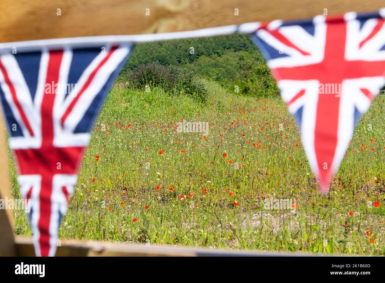 poppy field with union jack british pennant flags in foreground ...