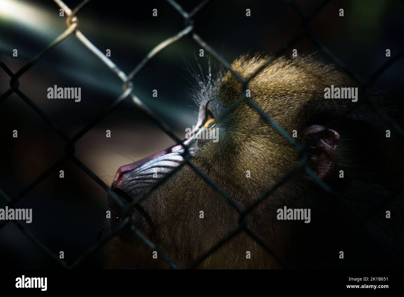 Close up of thoughtful baboon (papio), monkey deep in thought Stock ...